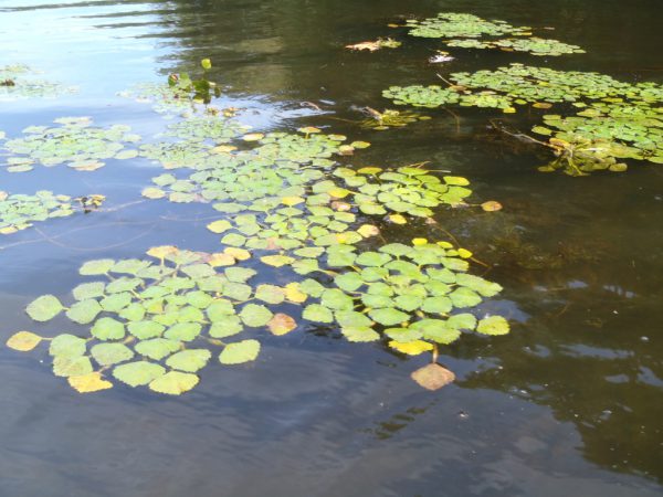 What Types of Aquatic Plants Exist in Lakes in Florida?