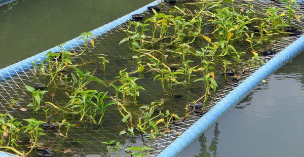 What Types of Aquatic Plants Exist in Lakes in Florida?