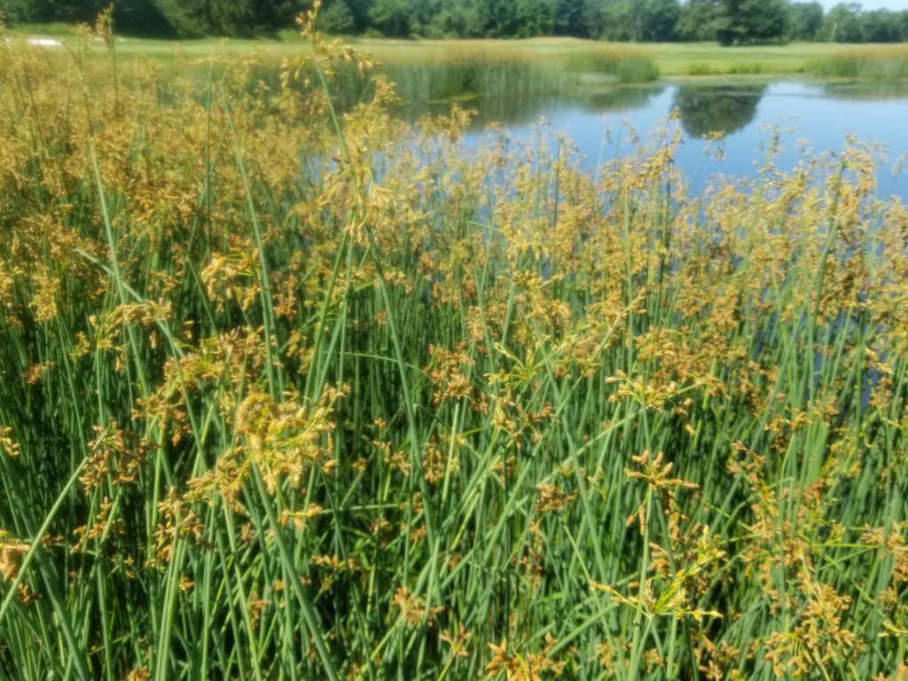 Beneficial Buffers: Native Plants For Ponds & Lakes In the South