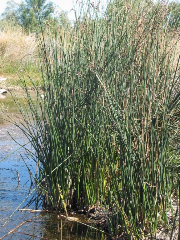 Florida Plants That Control Erosion in a Wetland