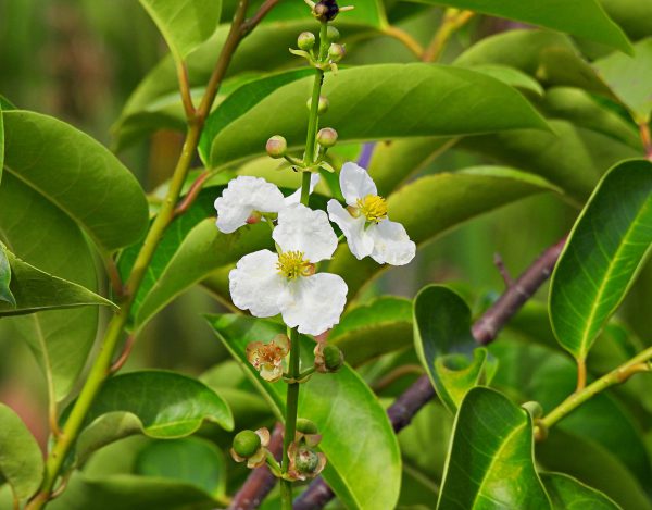 The Guide to Florida's Aquatics Plants: 10 Species Found In Florida