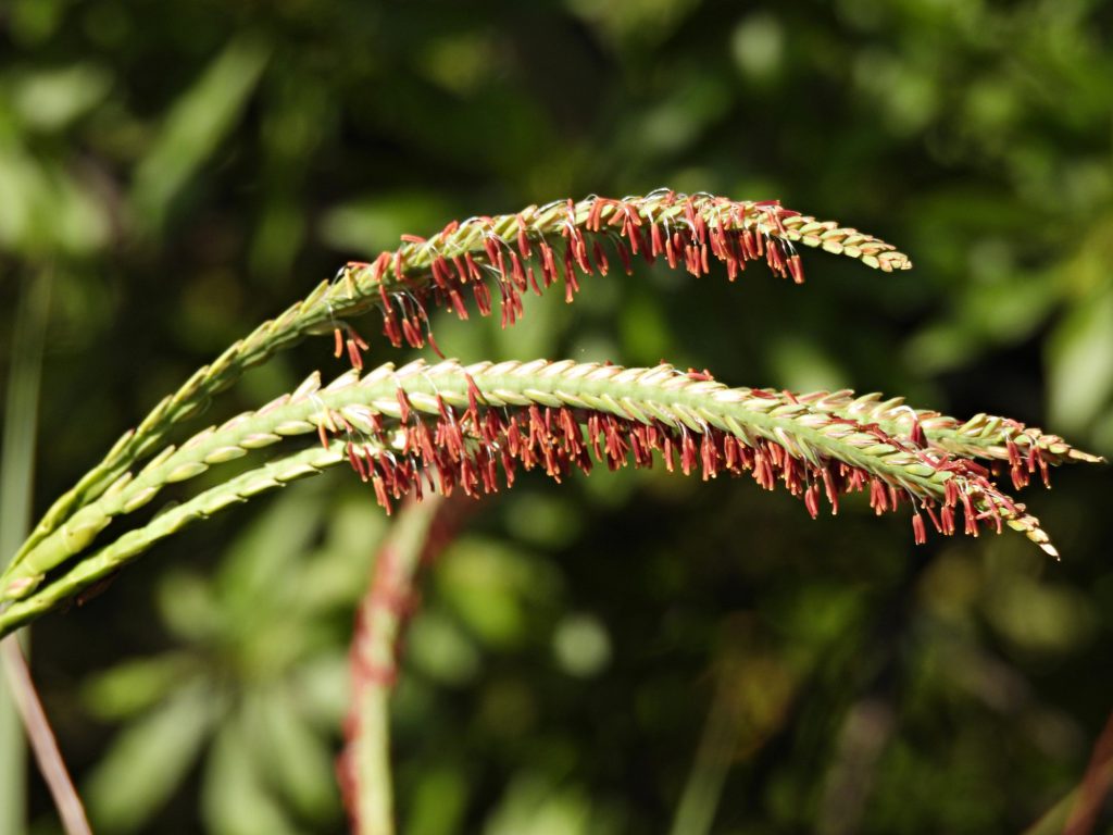 Beneficial Buffers: Native Plants For Ponds & Lakes in Texas
