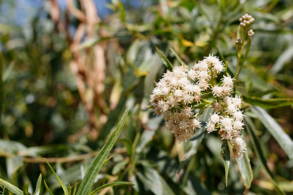 Beneficial Buffer Plants for the North West