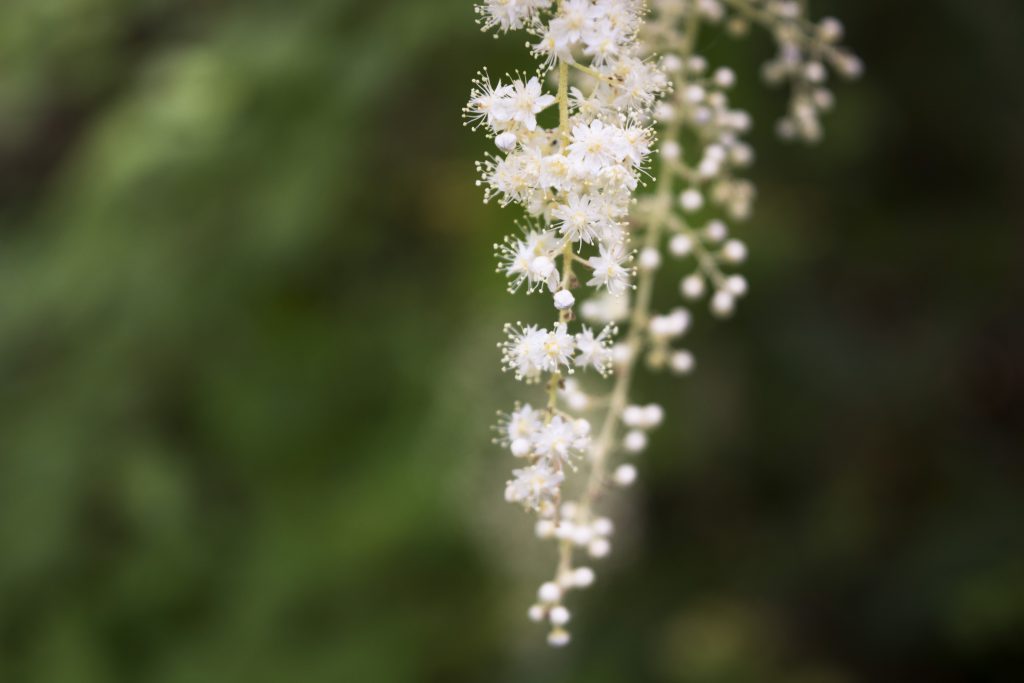 Beneficial Buffers: Native Plants For Ponds & Lakes In the North West