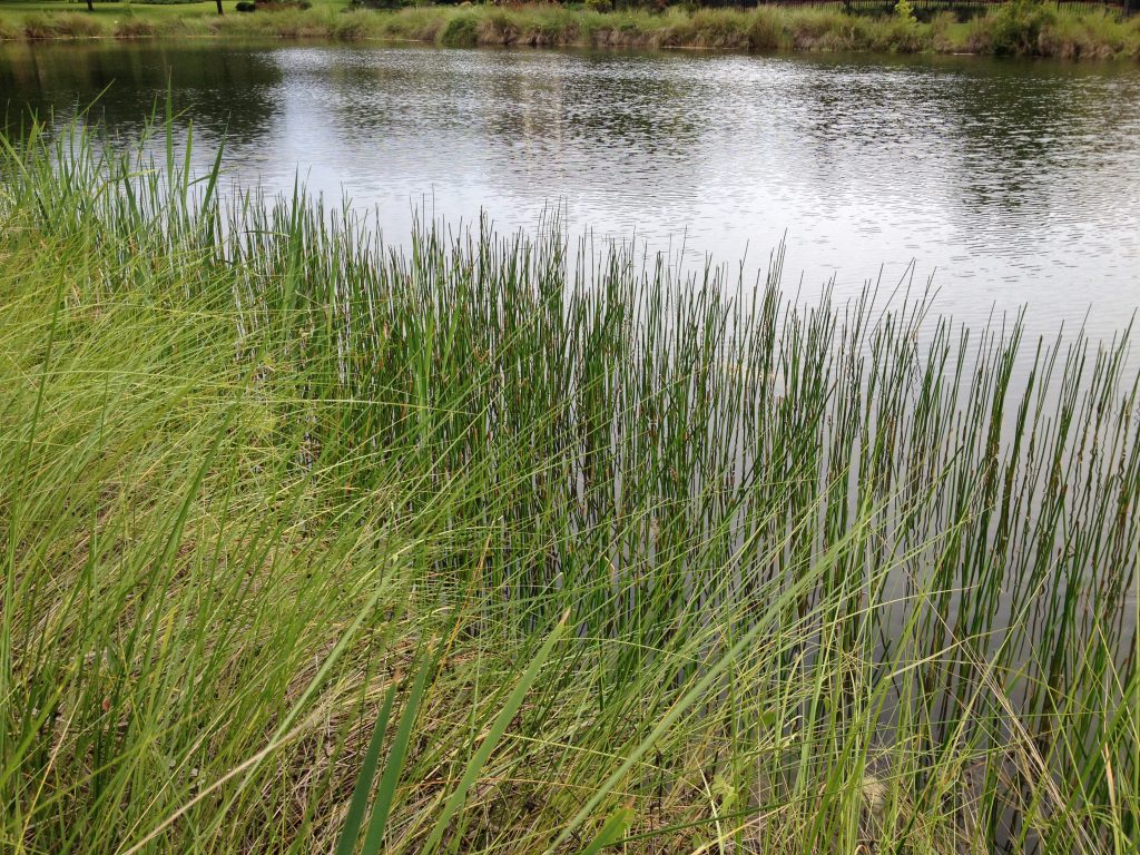Beneficial Buffers: Native Plants For Ponds & Lakes In the Midwest