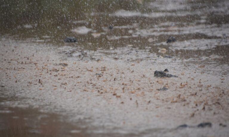 Different Types of Soil Erosion and How to Prevent Them