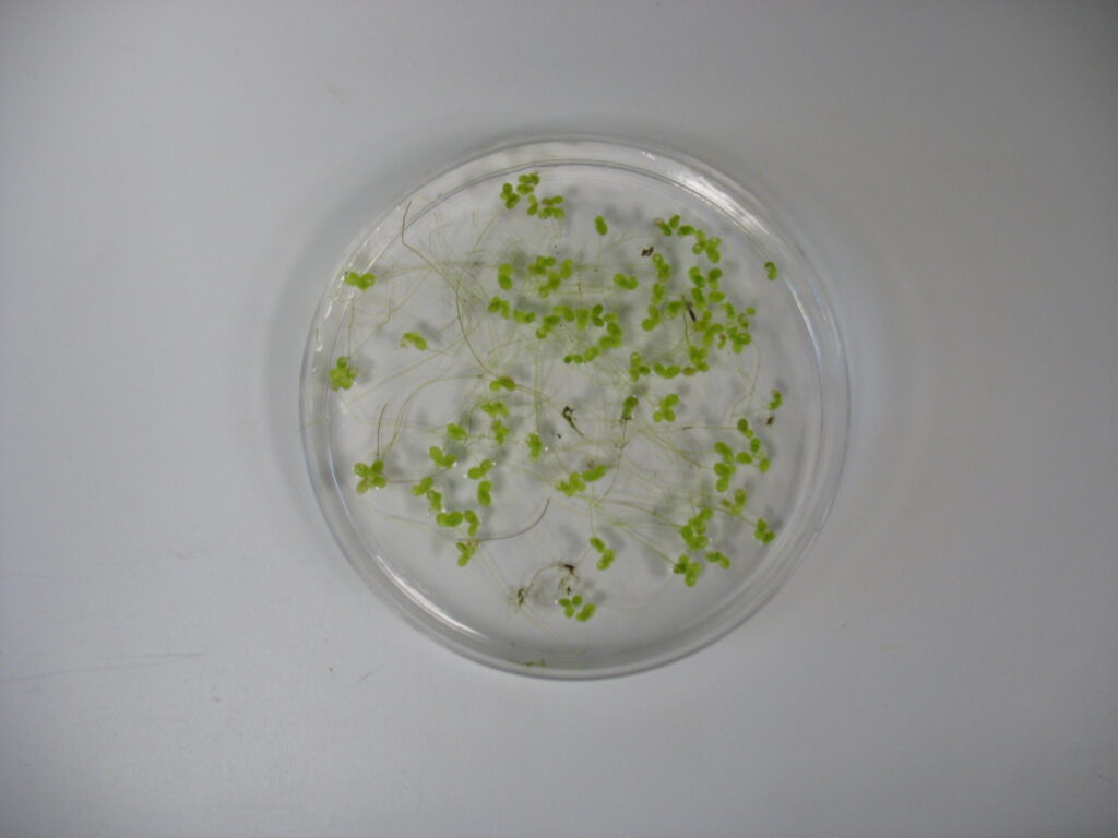 The Guide to Florida's Aquatics Plants: 10 Species Found In Florida