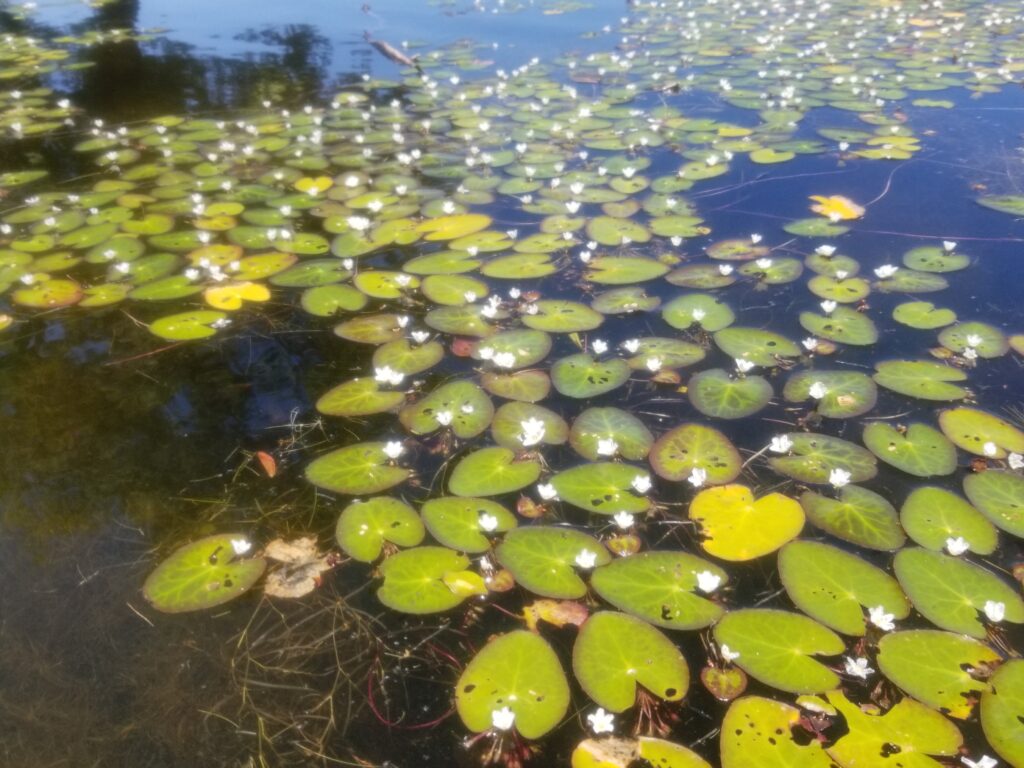 The Guide to Florida's Aquatics Plants: 10 Species Found In Florida