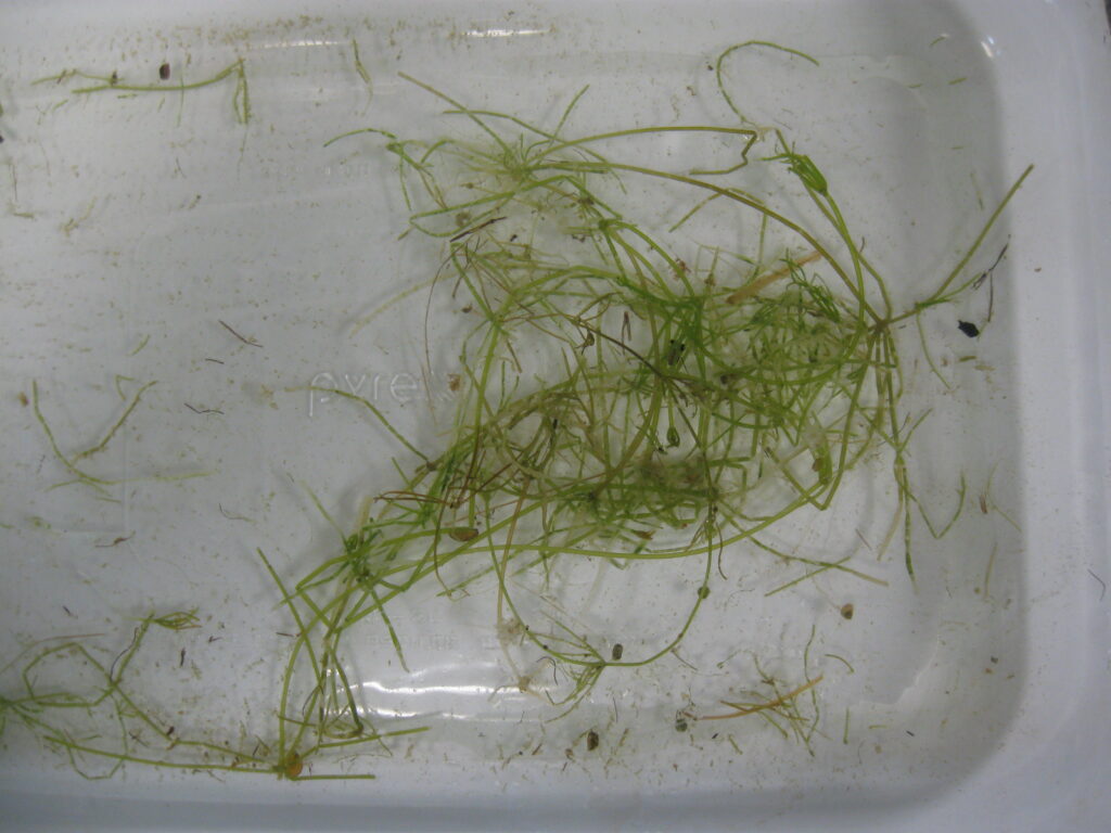 Starry Stonewort: An Example of Invasive Aquatic Algae