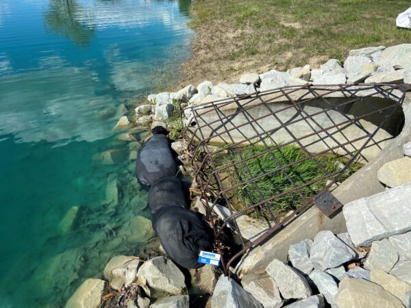 What causes nutrient pollution in lakes and how can it be fixed?