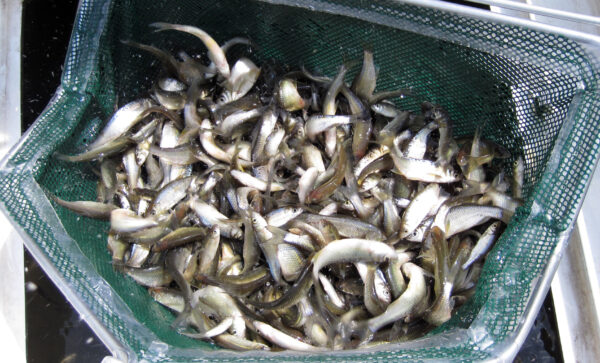 Pond Stocker Fish: Types, Benefits, and Regulations