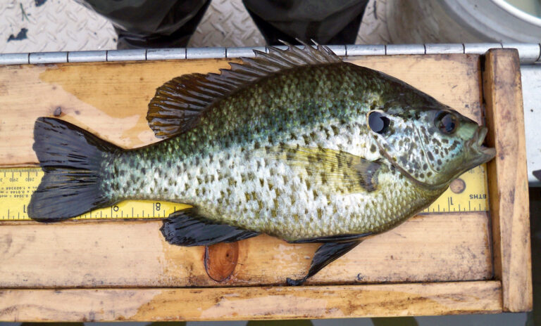 Pond Stocker Fish: Types, Benefits, and Regulations