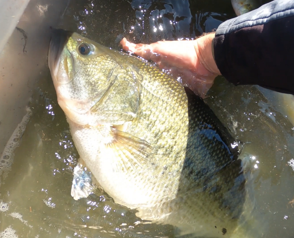 Fisheries Management: Great Fish Genetics, Poor Outcome