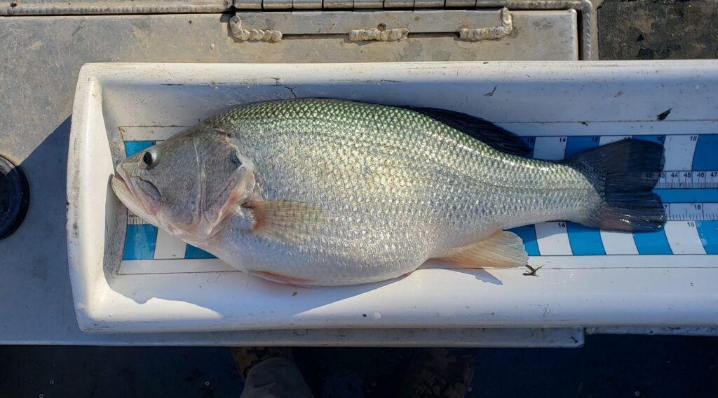 Growing Trophy Fish On A Stable Foundation