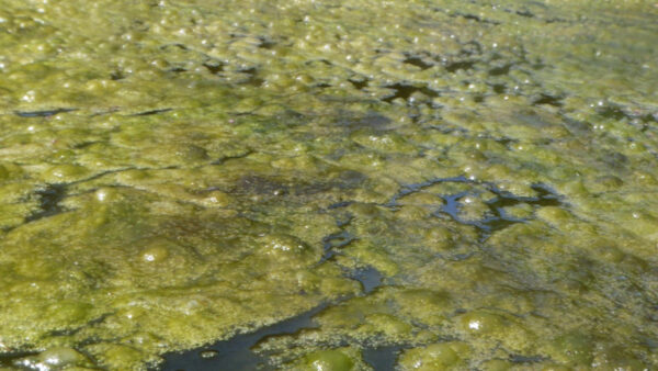 Preventing Algae and Weeds In a Body of Water