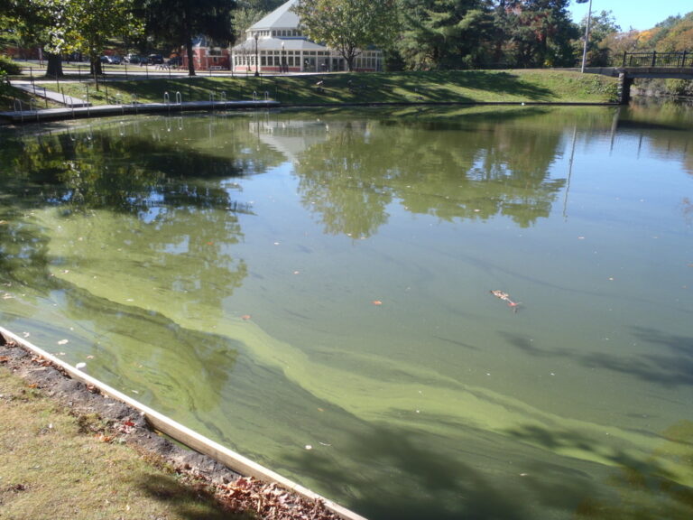 How Do I Get Rid of Pond Scum?