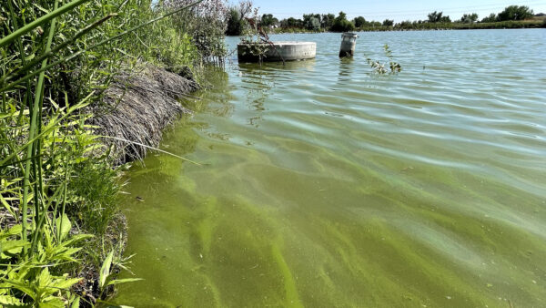 The Impact of Phosphorus Pollution on Waterbodies