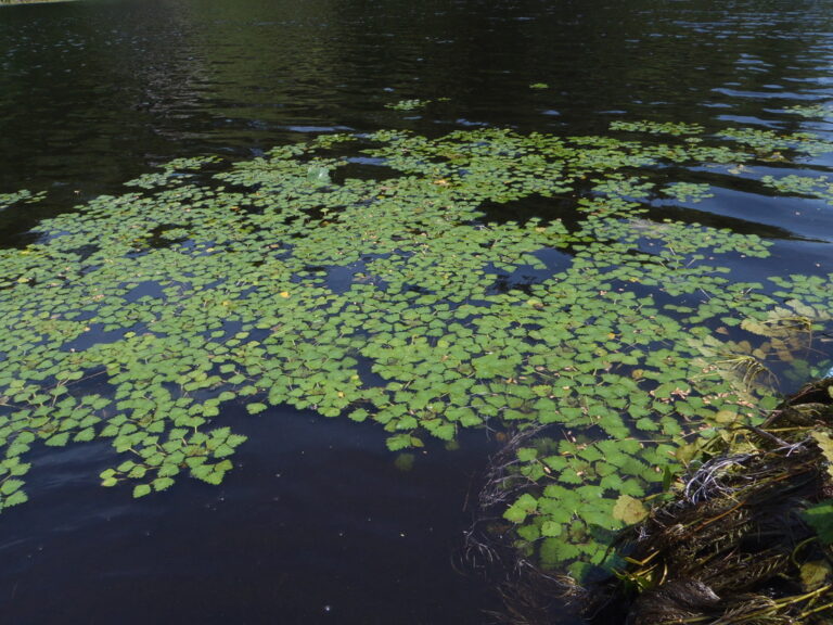 Aquatic Weed Identification Guide