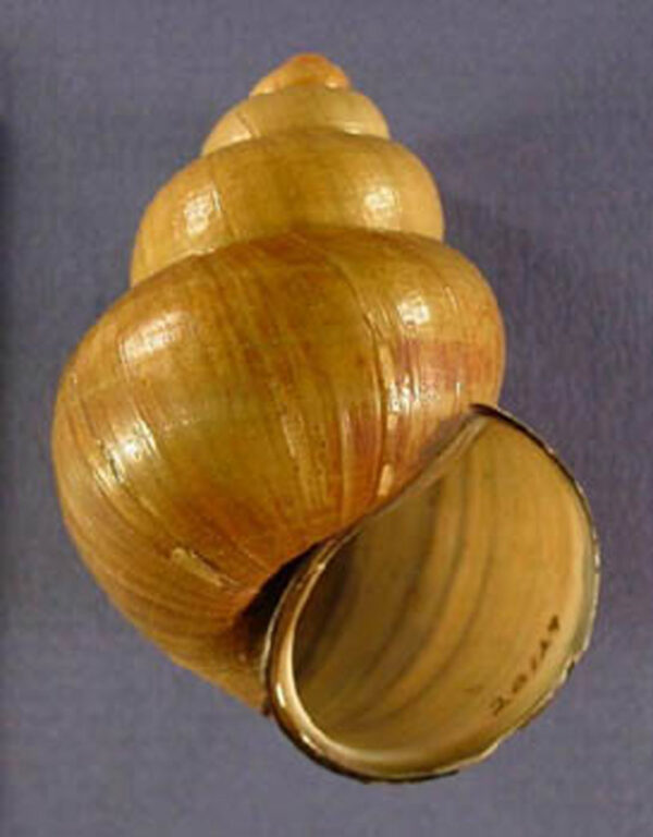 Preventing the Spread of Invasive Snails In Lakes and Ponds