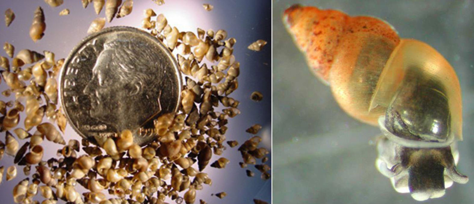 Preventing the Spread of Invasive Snails In Lakes and Ponds
