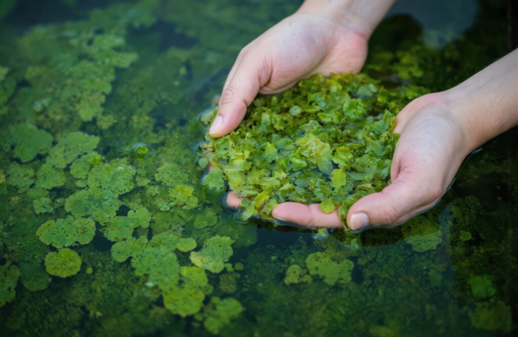 Is That Pond Weed Invasive? Find Out Here