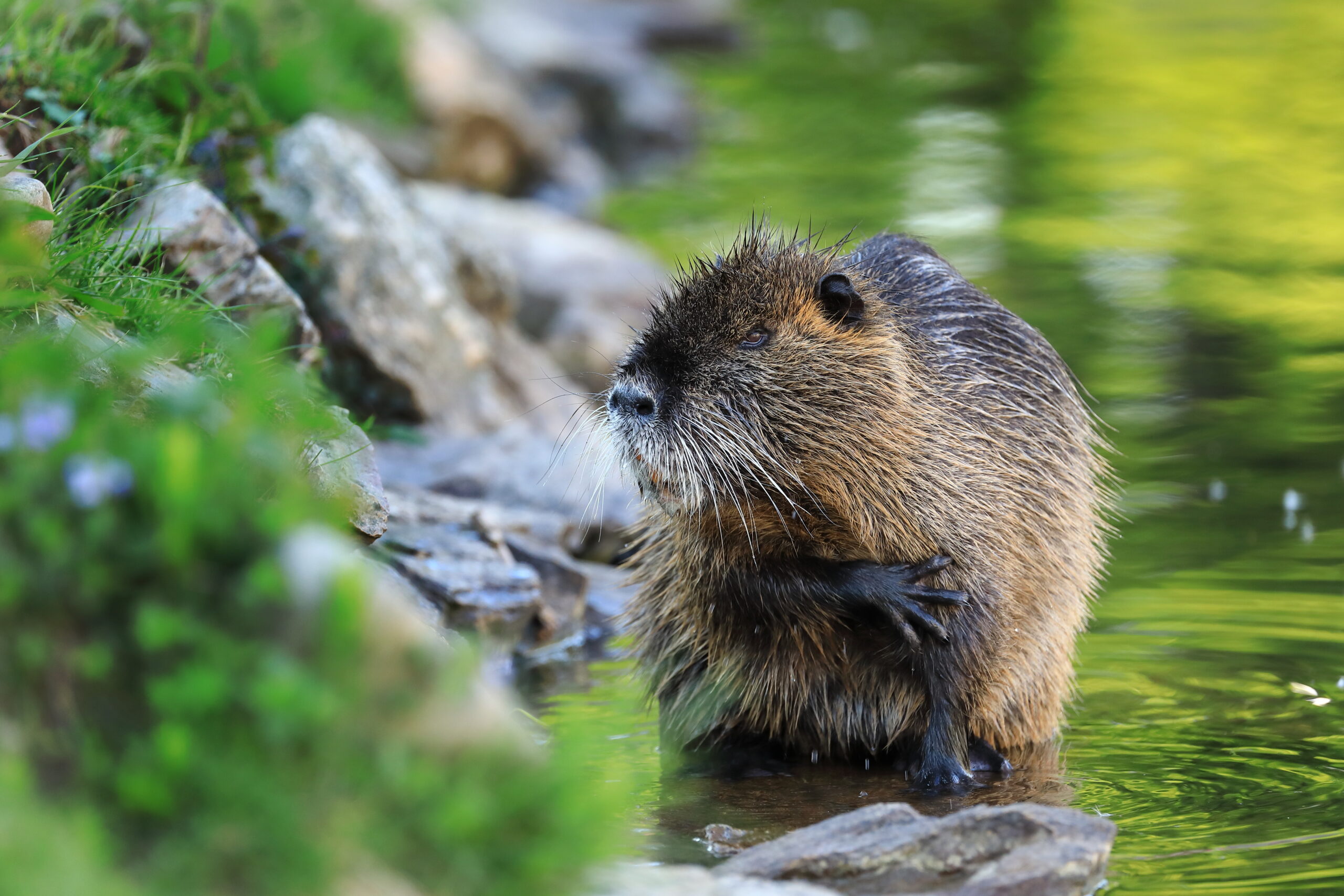 Preventing Lake Shoreline Erosion Caused by Invasive Animals